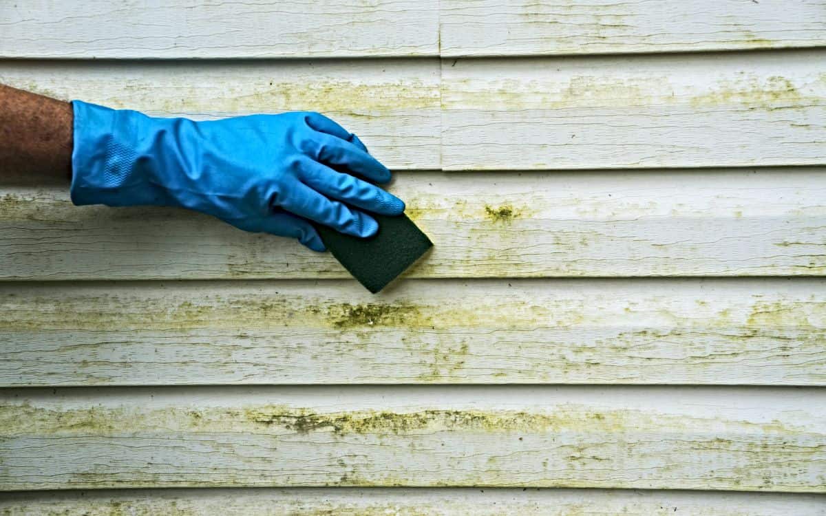How to Remove Mould from Wood?